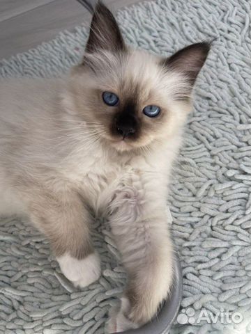 Котята священная бирма