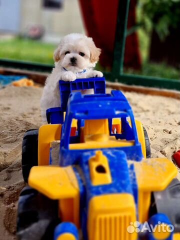 Мальчик мальтипу Ф1 Мини кремовый