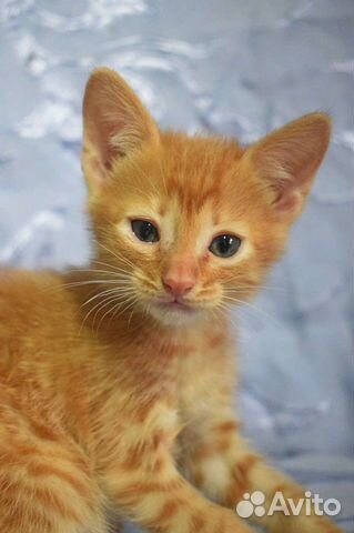 Самый красивый Бархат ищет семью