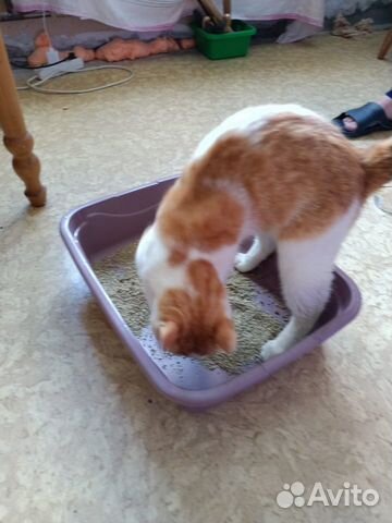 Рыжик в добрые руки