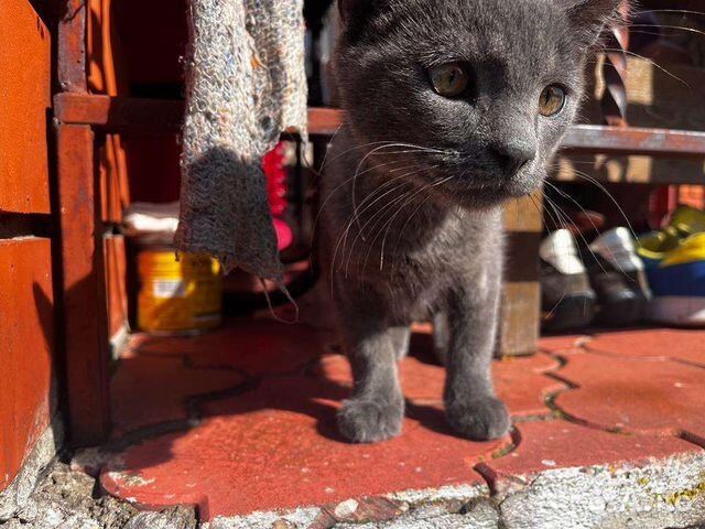 Русская голубая (почти) котик отдам в добрые руки