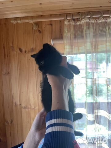 Черный котенок в добрые и ответственные руки
