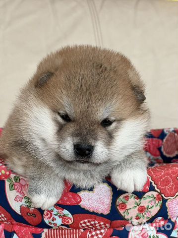 Сиба мальчик