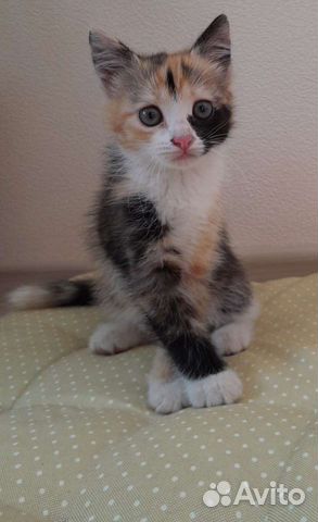 Котёнок богатка