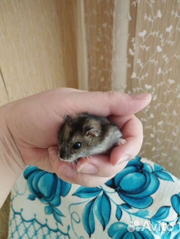 Джунгарский хомяк бесплатно