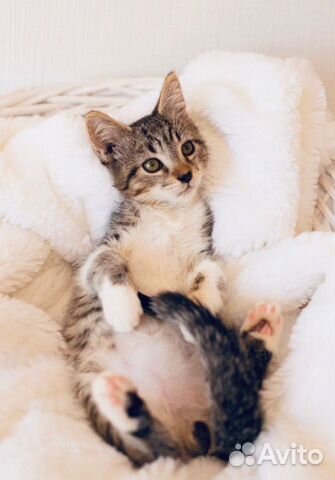 Максимка 2,5 мес в добрые руки