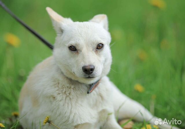 Идеально квартирная собака. Таша ищет дом