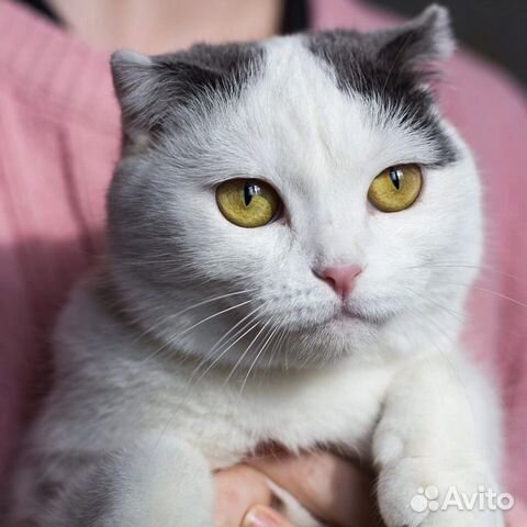 Кошка в добрые руки