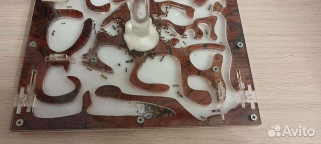 Муравьиная ферма с муравьями