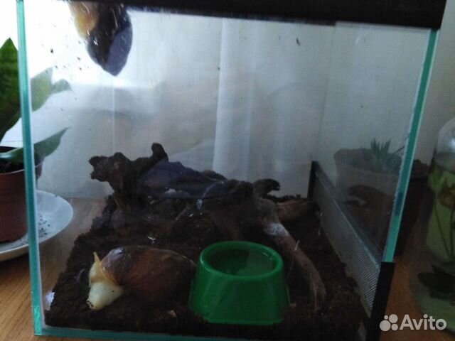 Улитки ахатины и террариум