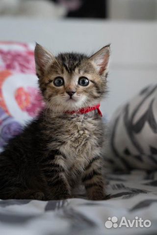 Котята