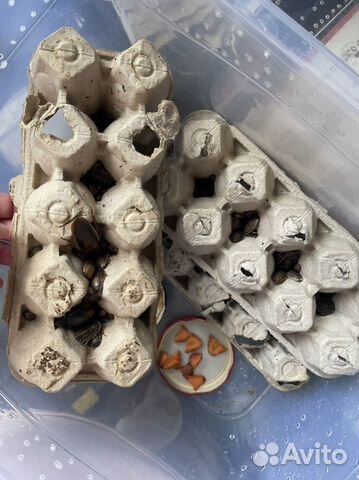 Аргентинские тараканы