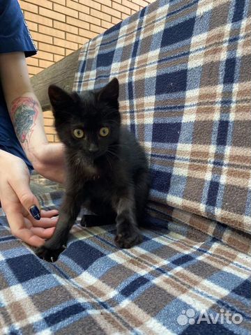 Котенок Наоми в дар