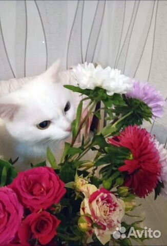 Холли,белая и пушистая.1г