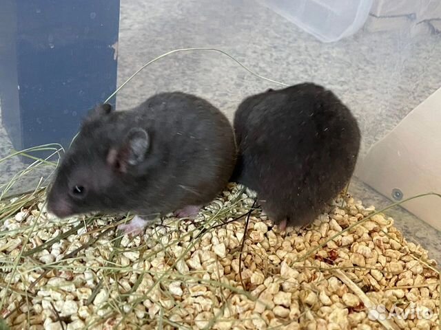 Сирийский хомяк