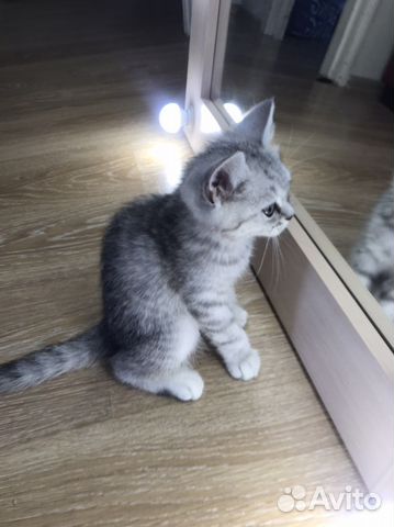 Британские котята