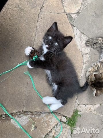 Котёнок