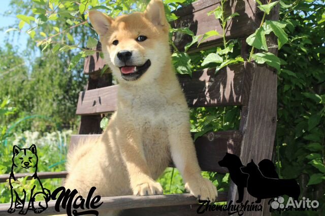 Щенок сиба ину мальчик