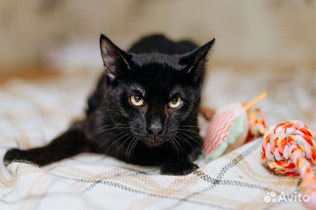 Рэм метис ориентала 6 мес