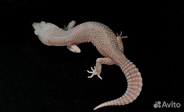 Эублефар самка макс сноу блейзинг близрд