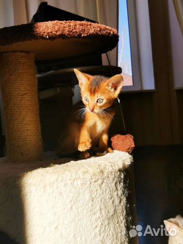 Абиссинские котята