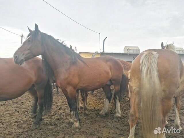 Кобылки разных возрастов тяжеловозных пород