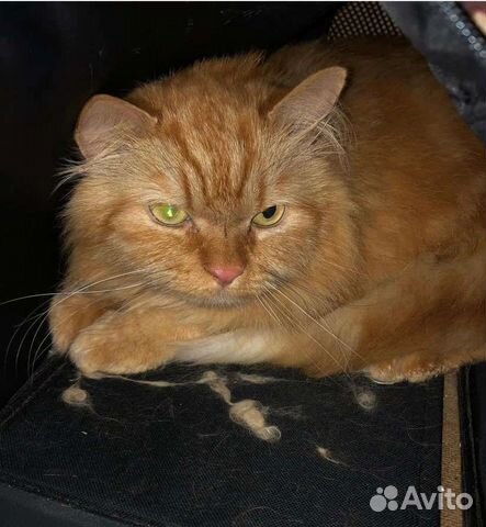 12 летнего кота сдали в приют