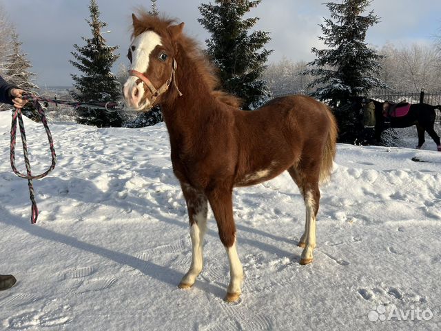 Уэльский пони
