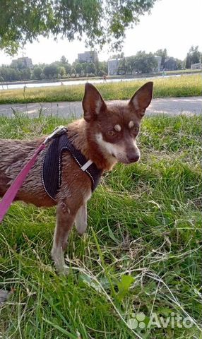 Небольшая собачка Горошинка 7 кг