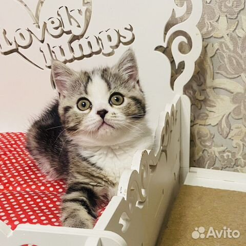 Шотландская кошечка