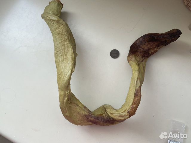 Лиана для хамелеона