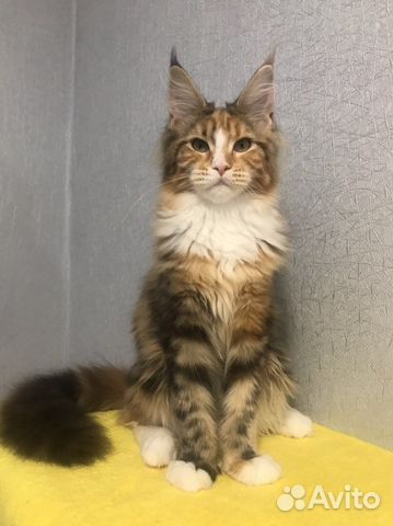 Черепаховая кошечка в разведение или в любимцы