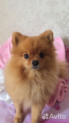 Померанский шпиц девочка