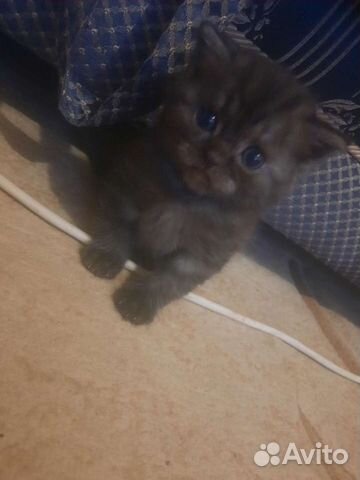 Котенок медвежонок