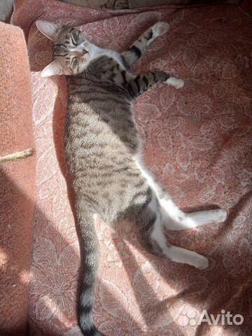 Котики в добрые руки