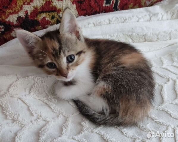 Трёхцветные котята (девочки), в заботливые руки