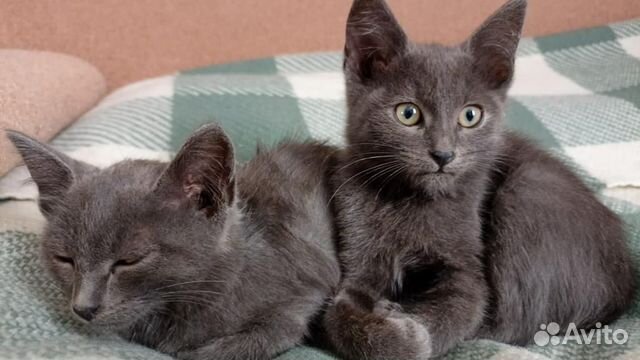 Котята близнецы в добрые руки
