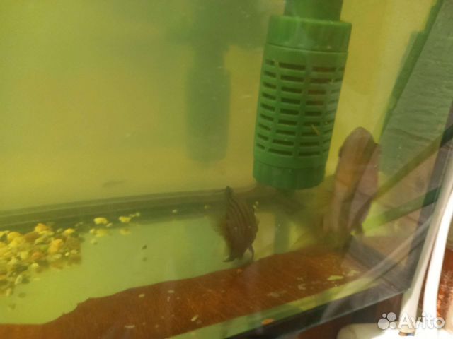 Пара и молоко Цехлиды