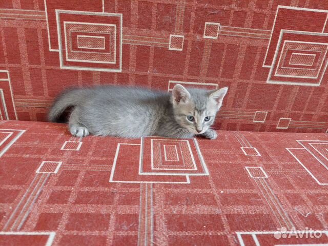Котенок Ласкунчик