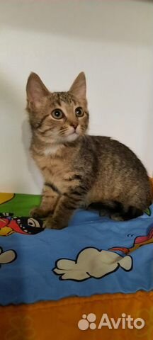 Бусинка ищет дом