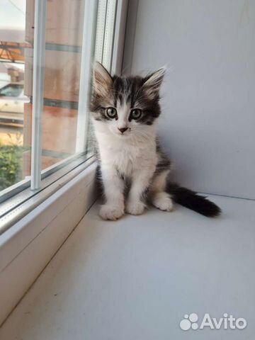 Бесплатно. Котята от вислоухой шотландки