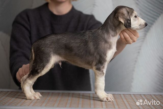 Салюки (Персидская борзая)