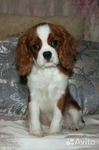 Девочка Кавалер Кинг чарльз спаниель