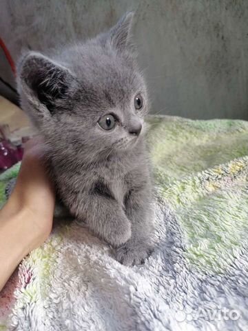 Шотландские прямоухие котята серые