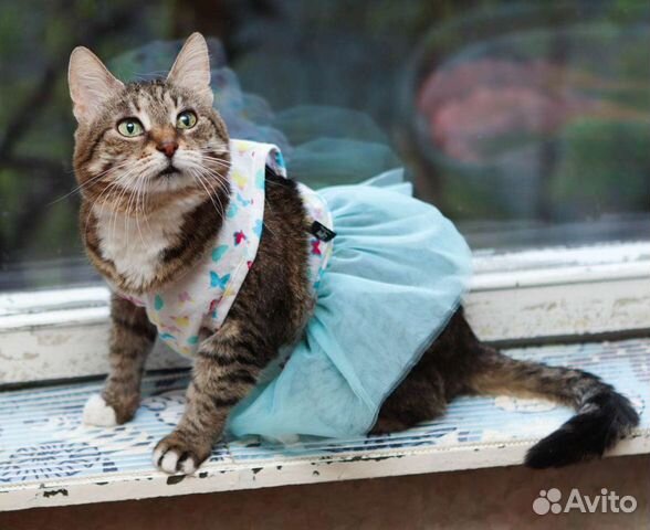 Милая, добрая Муся ждёт свою семью