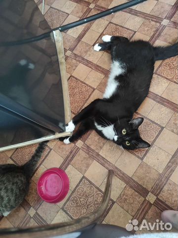 Отдадим котика в добрые руки