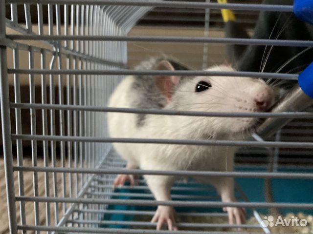 Крыса домашняя