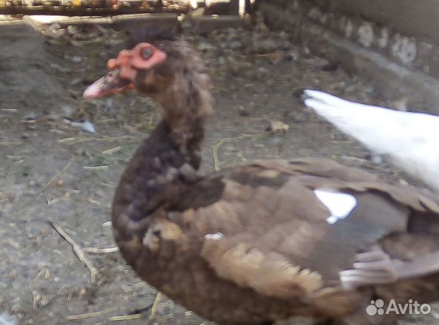 Мускусные утки