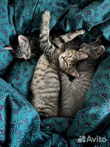 Котята в добрые руки