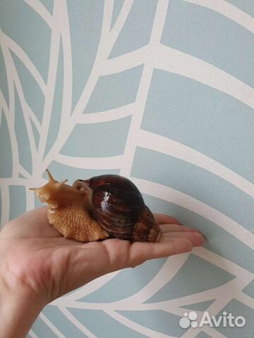 Улитка ахатина